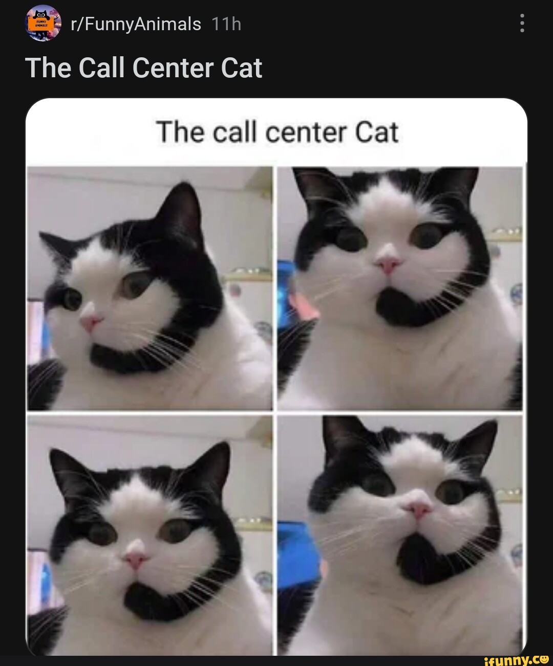 The Call Center Cat The call center Cat - iFunny