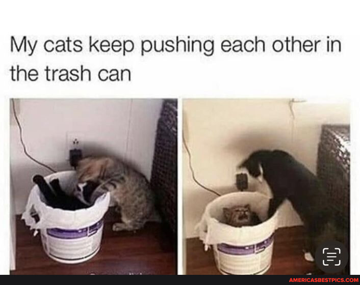My cats keep pushing each other in the trash can - America’s best pics ...