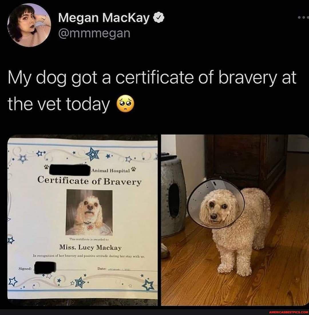 Megan MacKay @mmmegan My dog got a certificate of bravery at the vet ...
