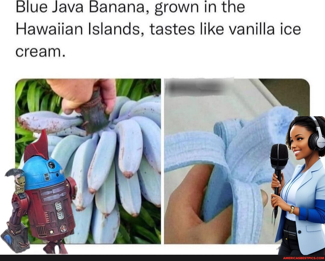 Blue Java Banana, grown in the Hawaiian Islands, tastes like vanilla ...