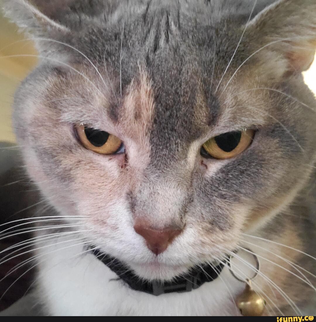 Funsized memes. Best Collection of funny Funsized pictures on iFunny