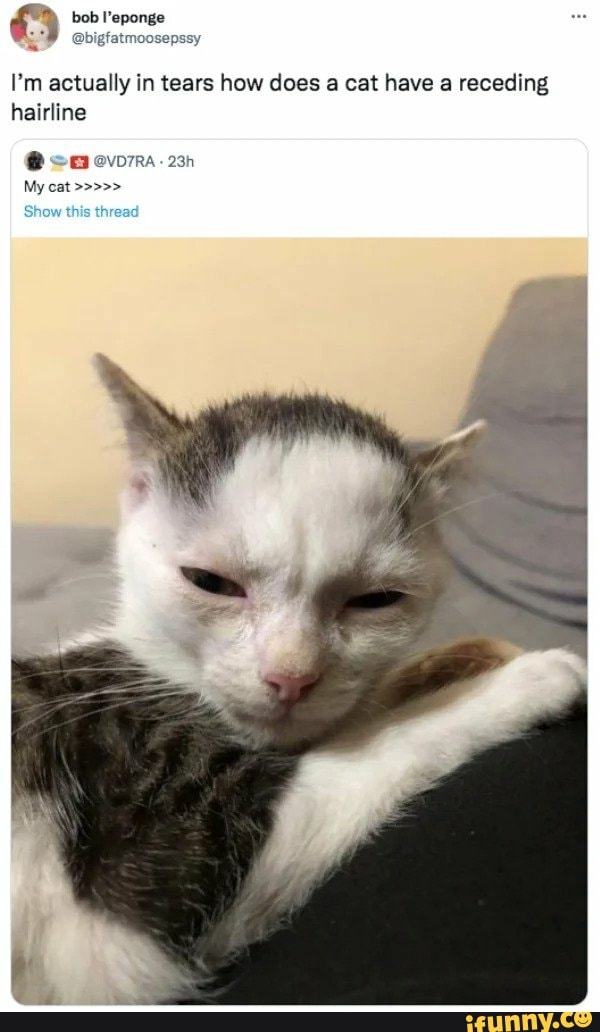 Receding Hairline Cat Meme - Infoupdate.org