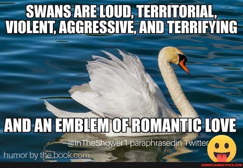 SWANS ARE LOUD, TERRITORIAL, VIOLENT, AGGRESSIVE, AND TERRIFYING AND AN ...