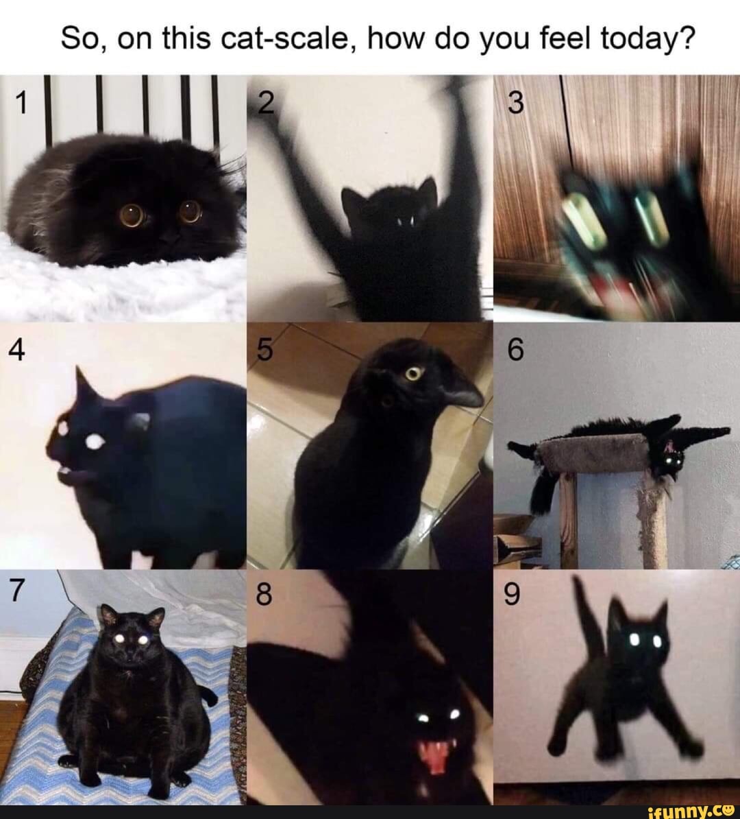 So, on this cat-scale, how do you feel today? - iFunny