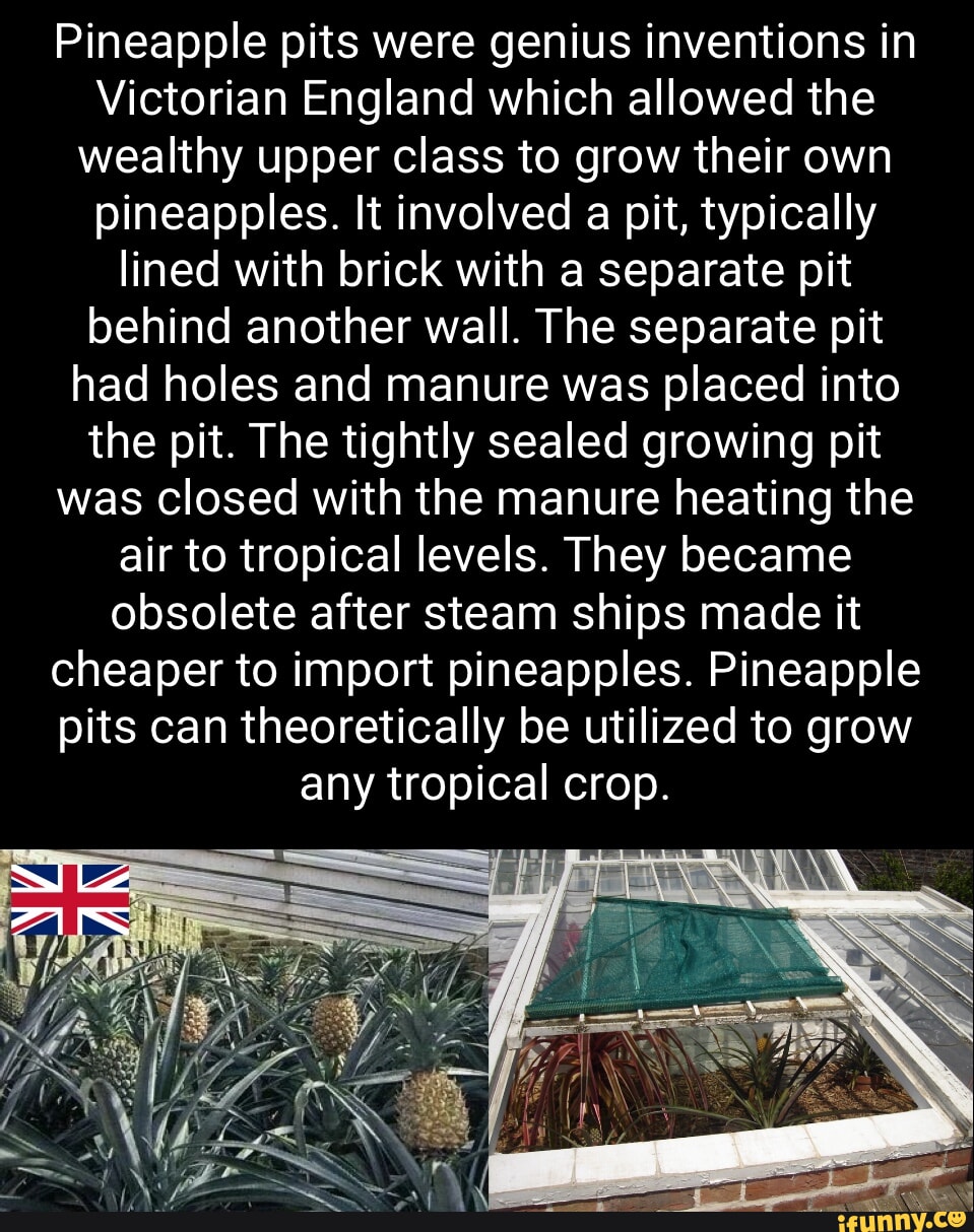 Pineapple pits were genius inventions in Victorian England which ...