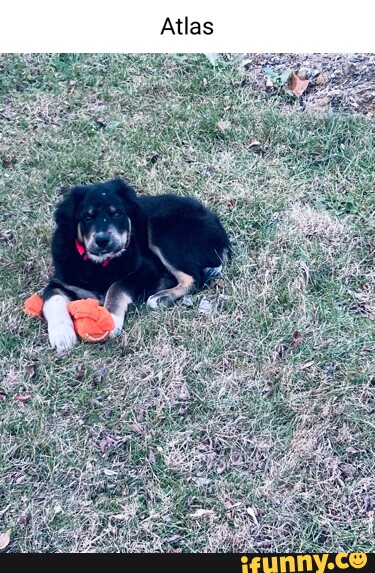 Atlas memes. Best Collection of funny Atlas pictures on iFunny