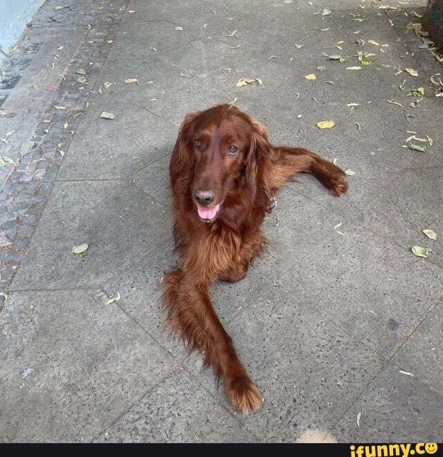 Irish_red_and_white_setter memes. Best Collection of funny Irish_red ...