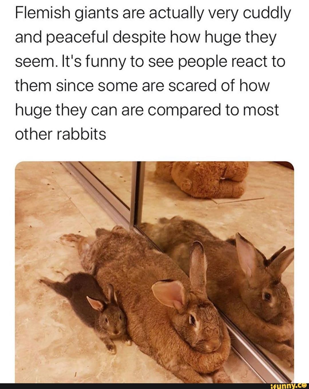 Flemish giants are actually very cuddly and peaceful despite how huge ...