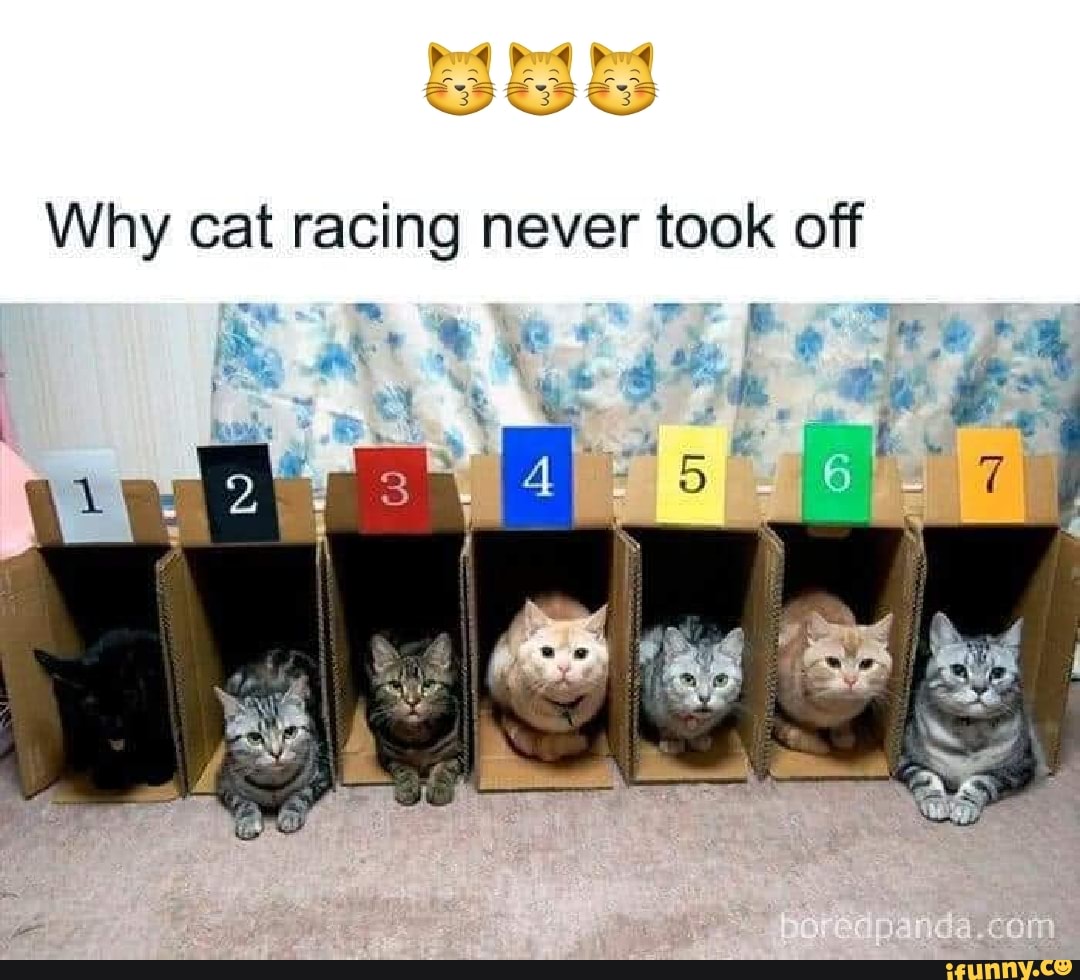 Why cat racing never took off be - iFunny