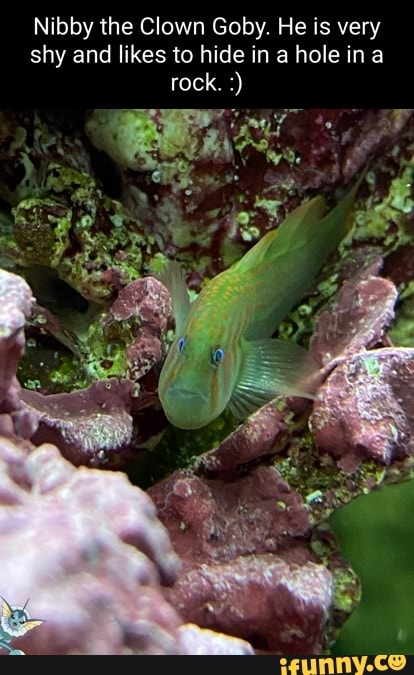 Goby memes. Best Collection of funny Goby pictures on iFunny