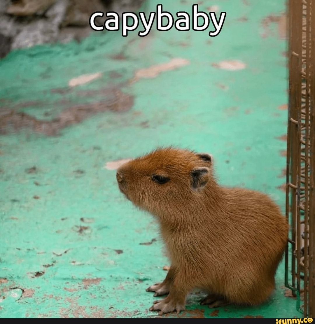 Capybaby memes. Best Collection of funny Capybaby pictures on iFunny