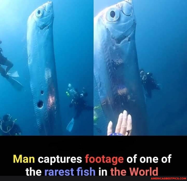 Man captures footage of one of the rarest fish in the World - America’s ...
