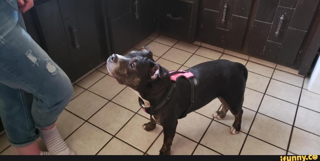 Dogs_of_imgur memes. Best Collection of funny Dogs_of_imgur pictures on ...