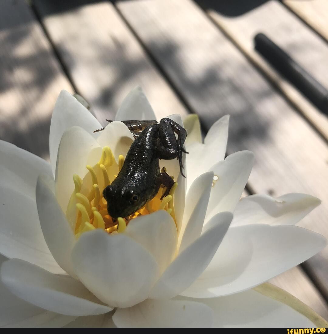 Fat_frog memes. Best Collection of funny Fat_frog pictures on iFunny