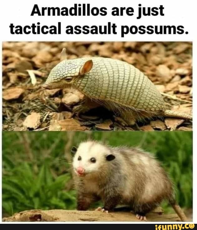 Armadillos memes. Best Collection of funny Armadillos pictures on iFunny