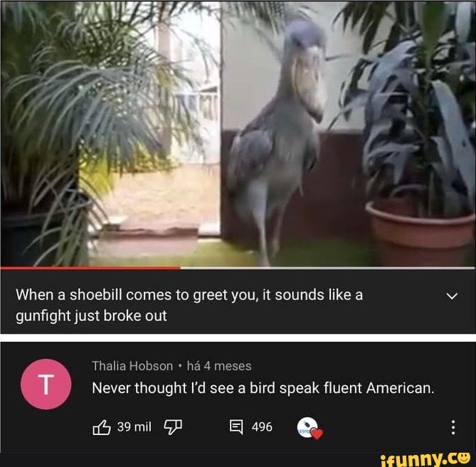 Shoebill memes. Best Collection of funny Shoebill pictures on iFunny