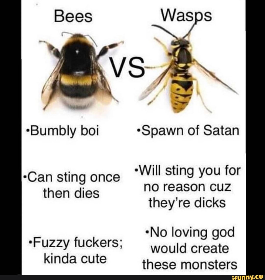 Bees Wasps is VS are - -Bumbly ot *Spawn of Satan Will sting you for no ...