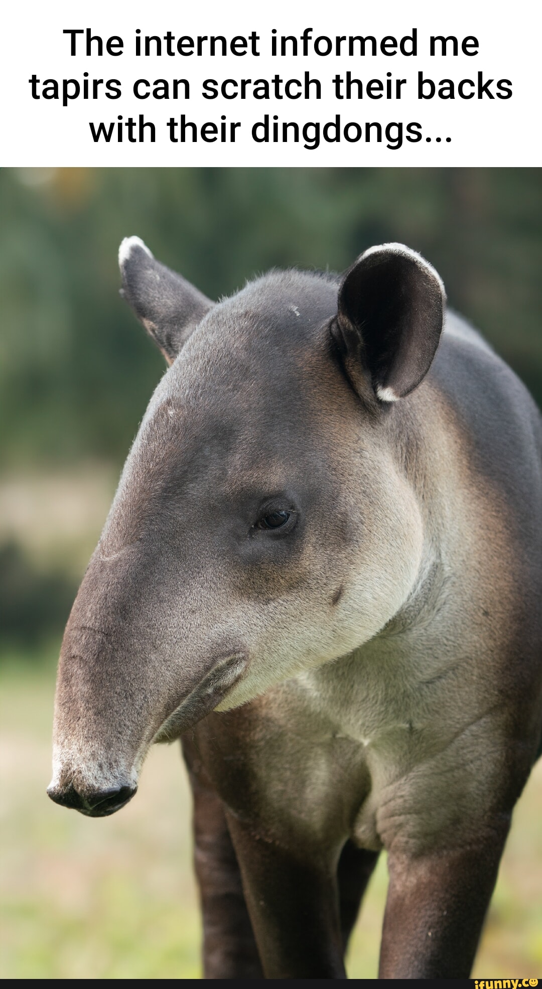 Tapirs memes. Best Collection of funny Tapirs pictures on iFunny