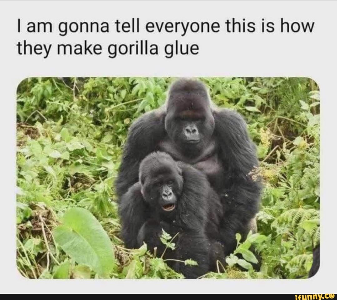 Gorillaglue memes. Best Collection of funny Gorillaglue pictures on iFunny