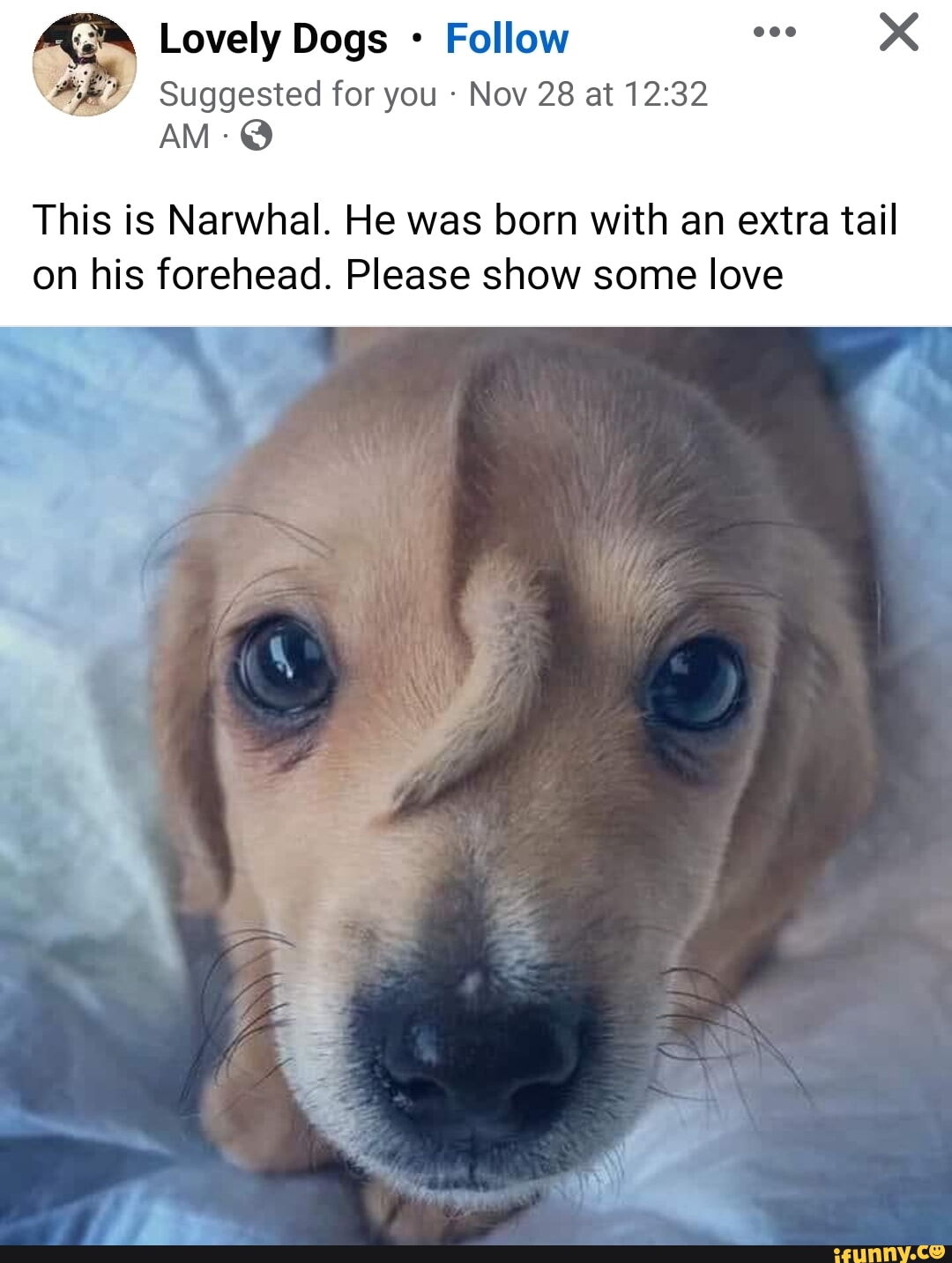 Lovely Dogs Follow Suggested for you Nov 28 at AM This is Narwhal. He ...