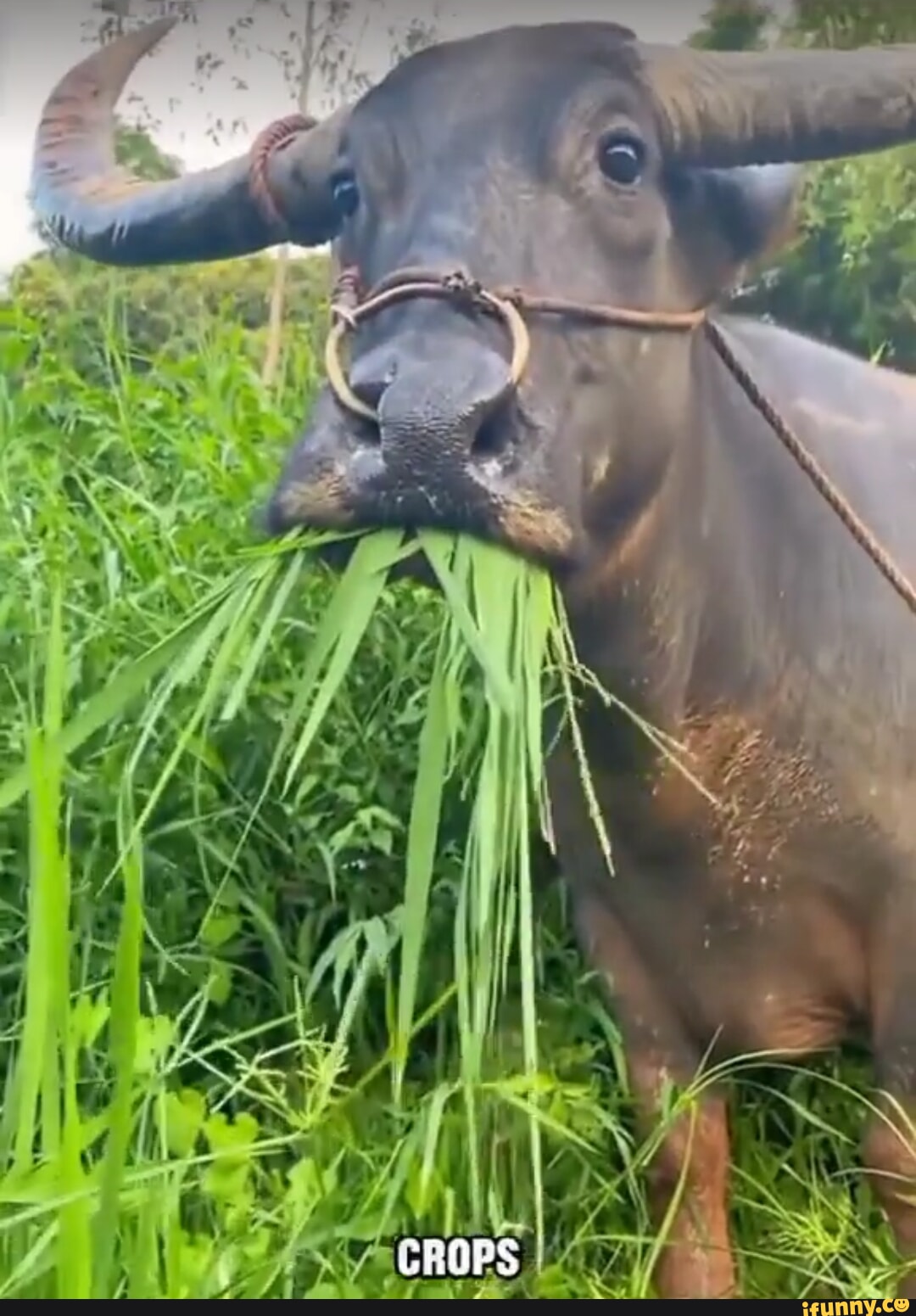 Crops memes. Best Collection of funny Crops pictures on iFunny