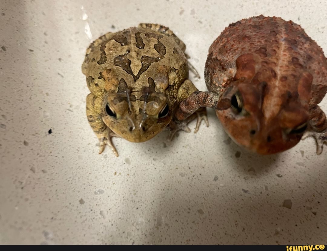 Froglove memes. Best Collection of funny Froglove pictures on iFunny