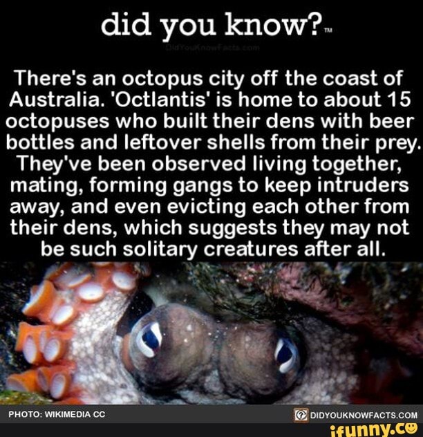 Did you know?. There's an octopus city off the coast of Australia ...