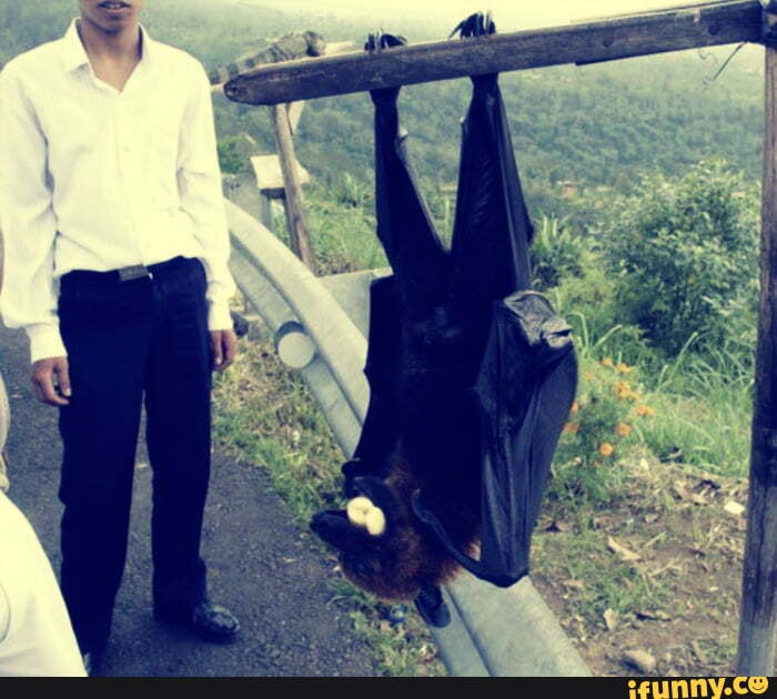 Giant_golden_crowned_flying_fox memes. Best Collection of funny Giant ...