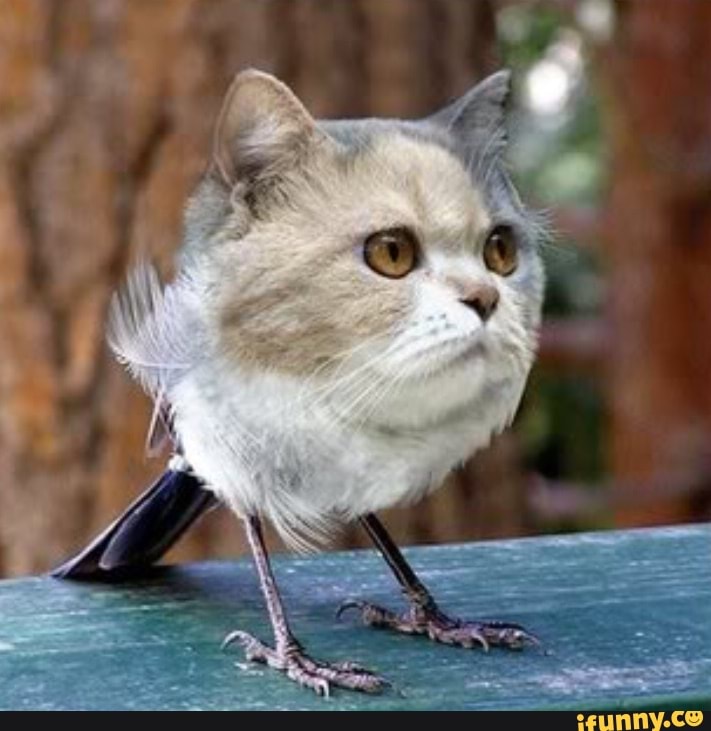 Birdcat memes. Best Collection of funny Birdcat pictures on iFunny
