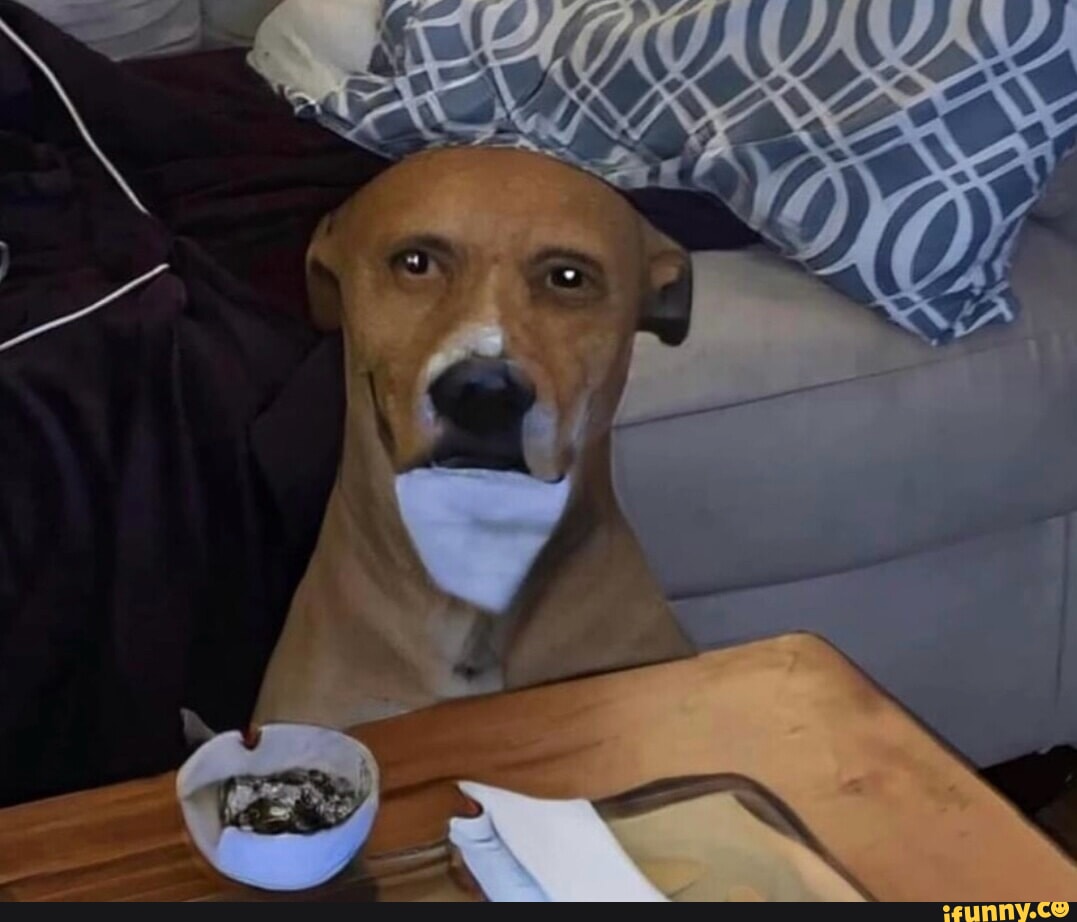 Bork memes. Best Collection of funny Bork pictures on iFunny