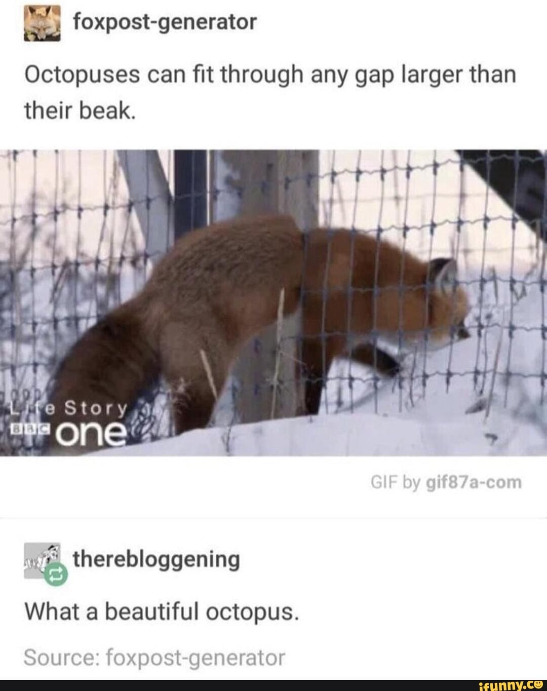 Octopuses can fit through any gap larger than their beak. St ONe GIF by ...