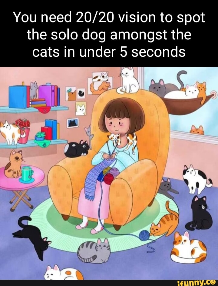 You need vision to spot the solo dog amongst the cats in under 5 ...