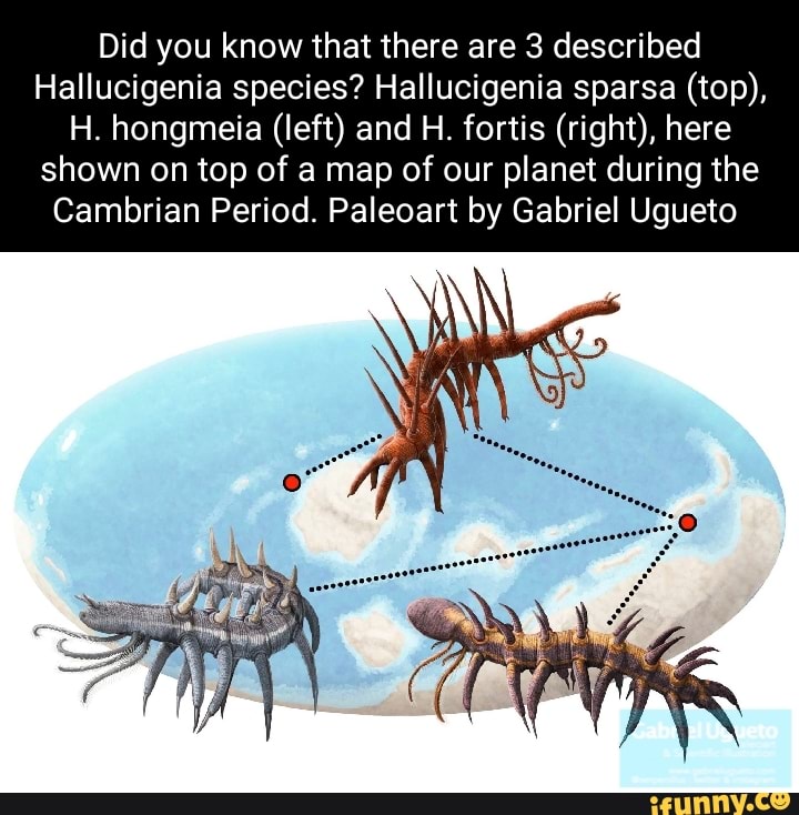 Hallucigenia memes. Best Collection of funny Hallucigenia pictures on ...