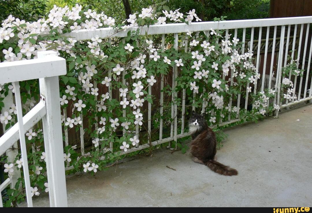 Clematis memes. Best Collection of funny Clematis pictures on iFunny