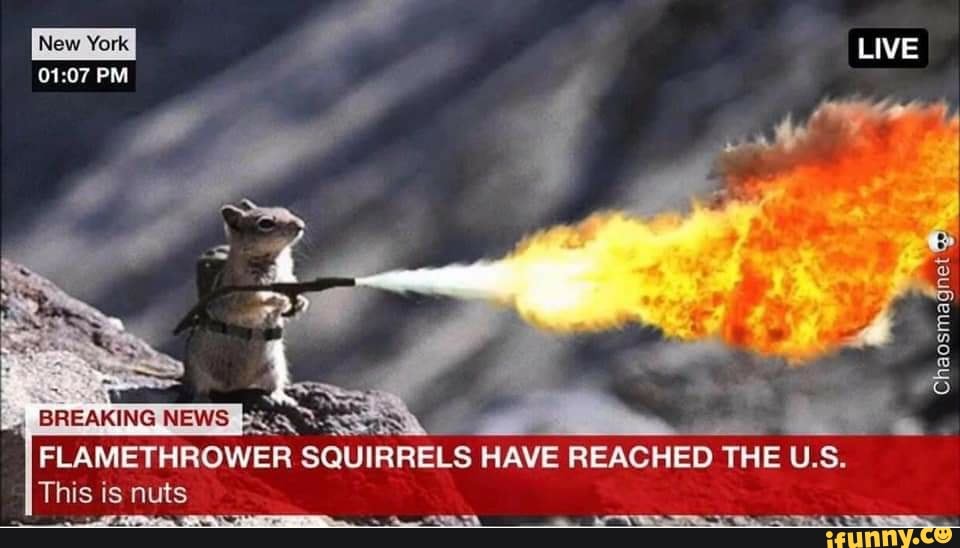 A o RARA FLAMETHROWER SQUIRRELS HAVE REACHED THE U.S. This is nuts - iFunny