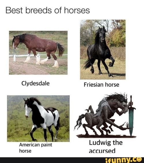 Clydesdale memes. Best Collection of funny Clydesdale pictures on iFunny