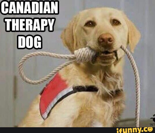 CANADIAN THERAPY DOG - iFunny