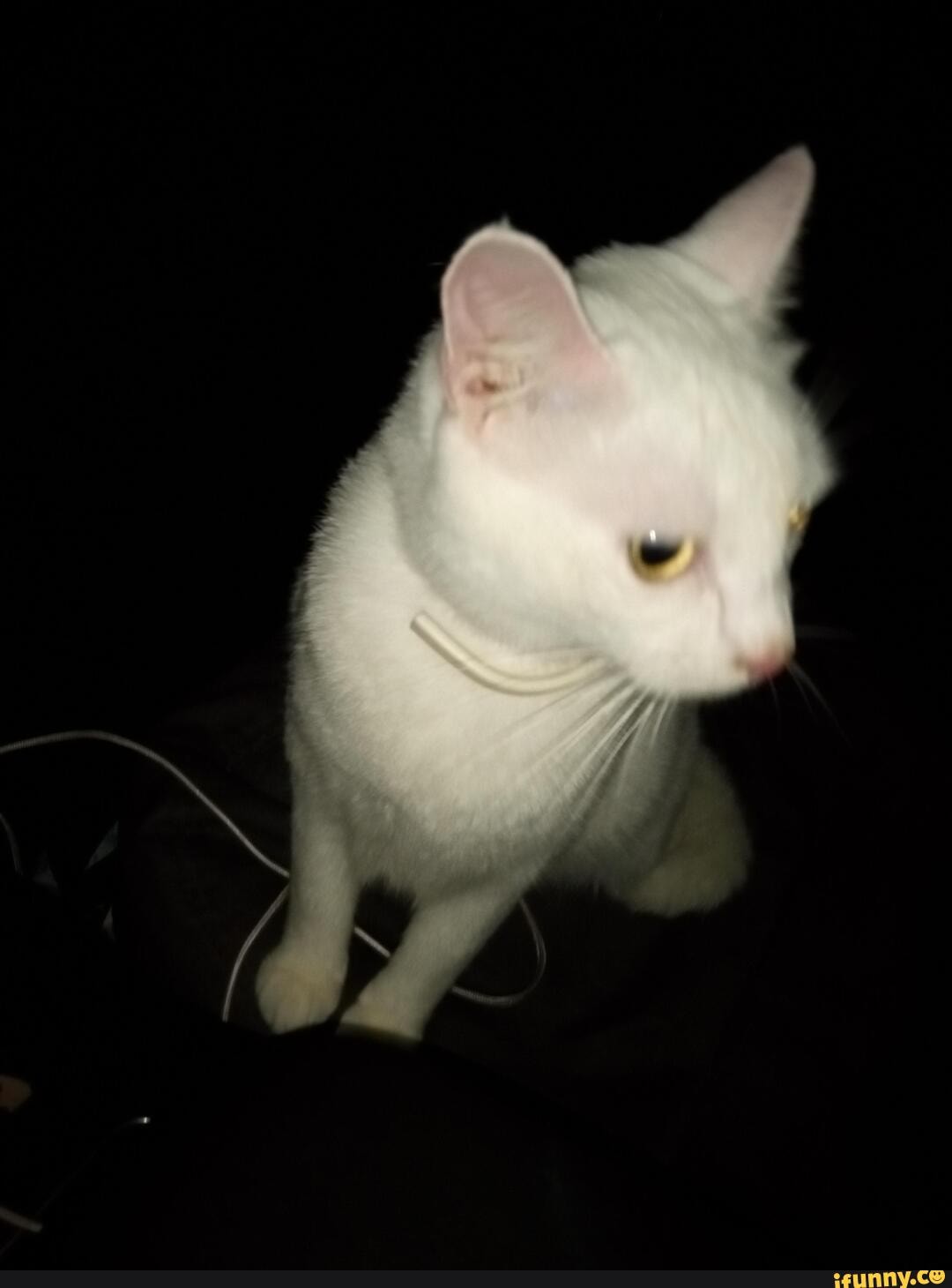 My cats name is Namiel, Nami for short. She named after the queen of ...