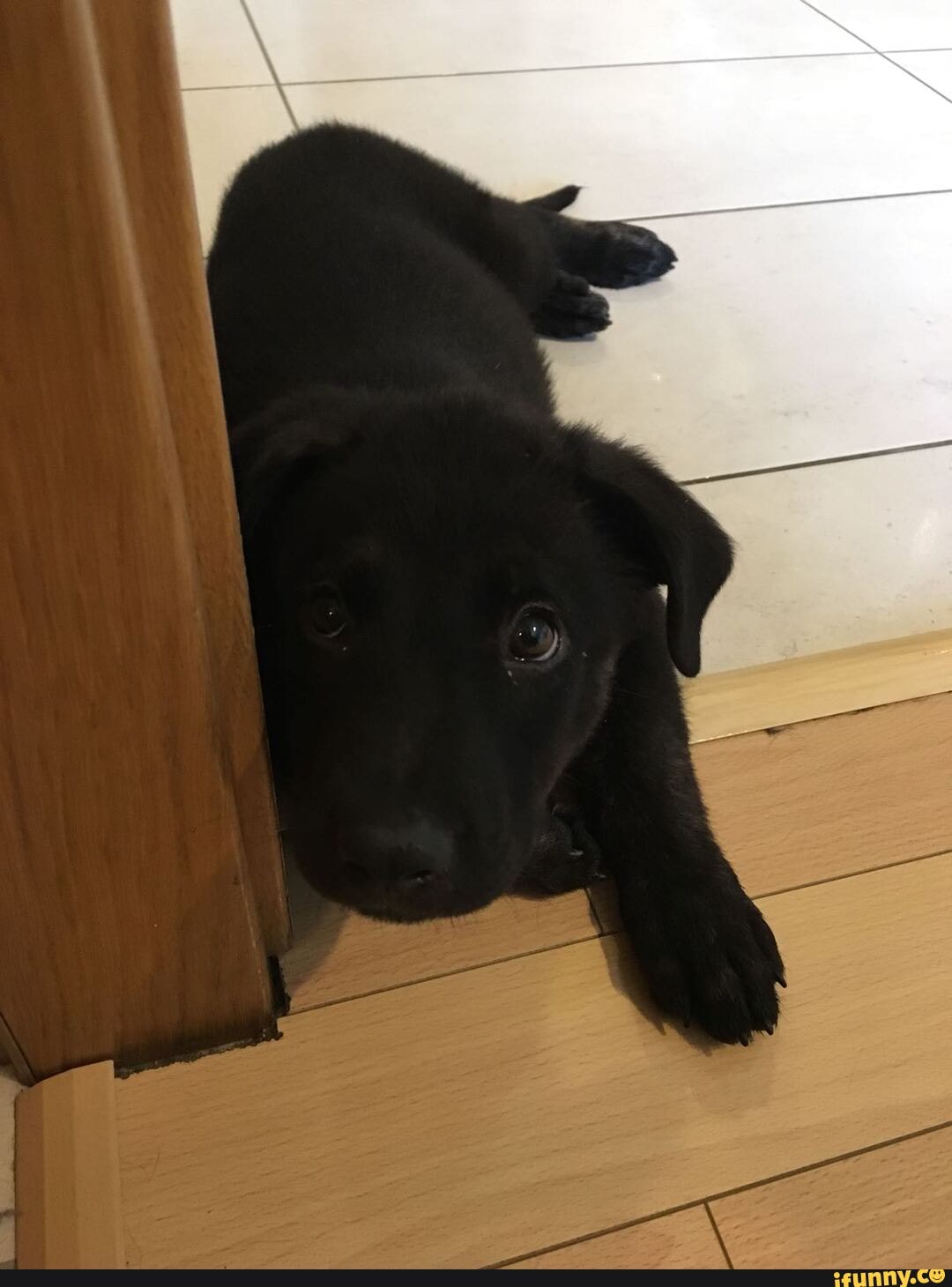 Bimo memes. Best Collection of funny Bimo pictures on iFunny