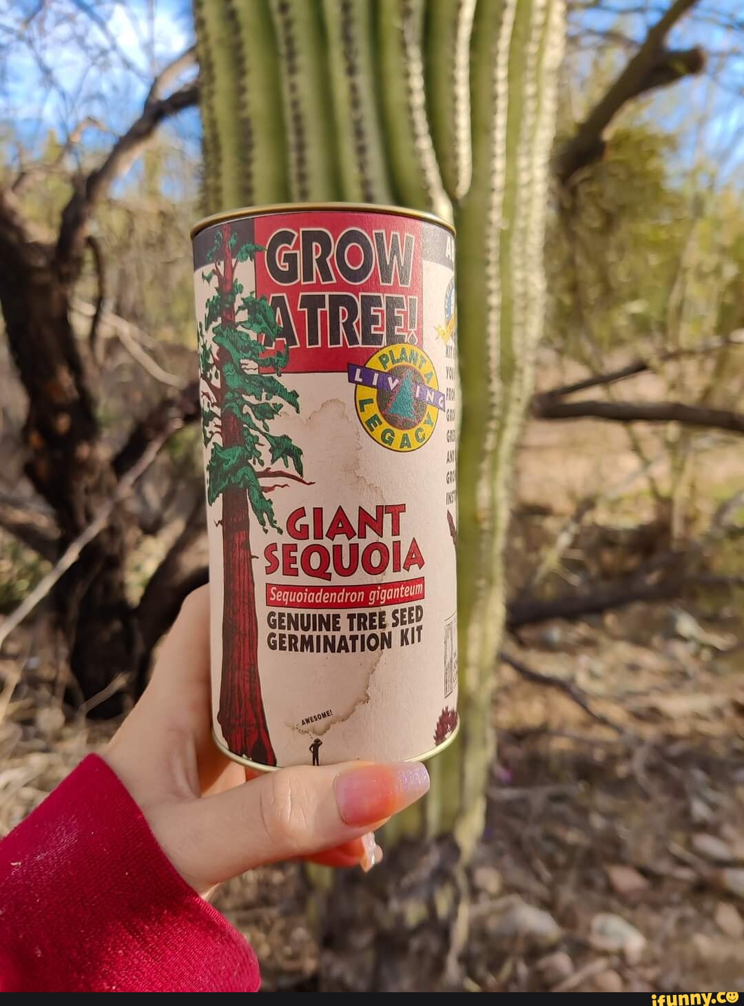 GIANT SEQUOIA GENUINE TREE GERMINAT - iFunny