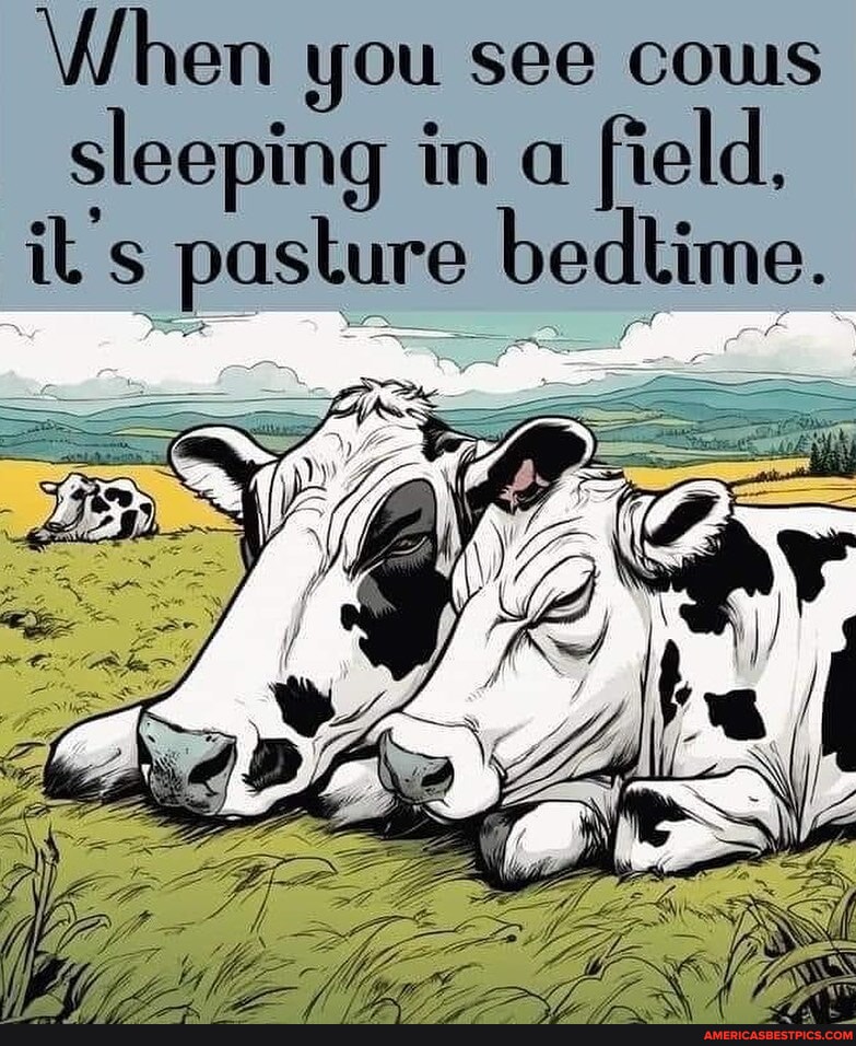 N/A - When you see cows sleeping in a field, it's pasture bedtime ...
