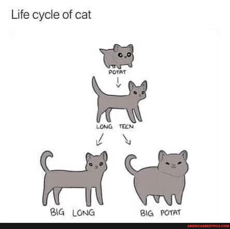 Life cycle of cat RIG LONG BIG POTAT - America’s best pics and videos