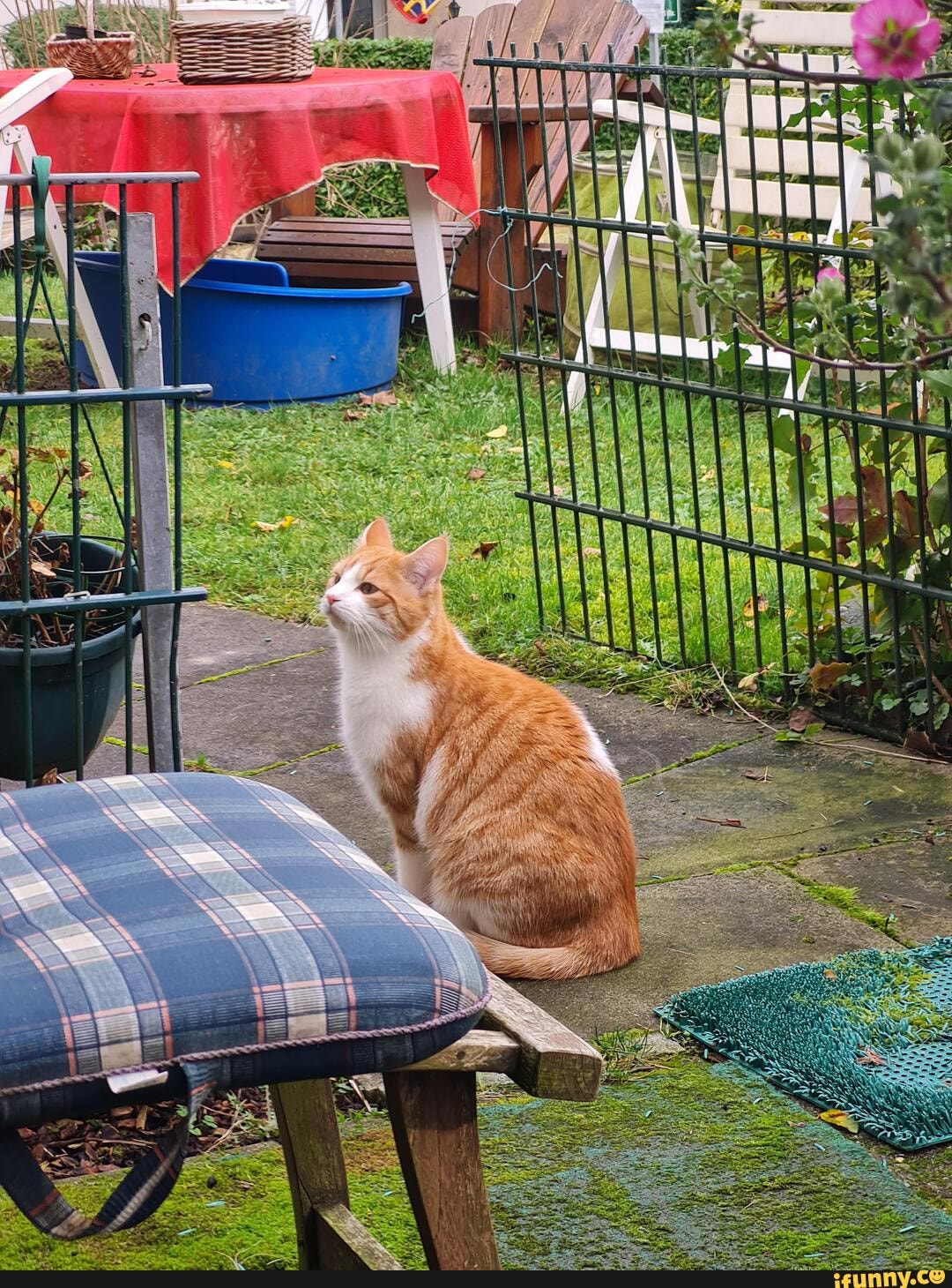 Findus memes. Best Collection of funny Findus pictures on iFunny