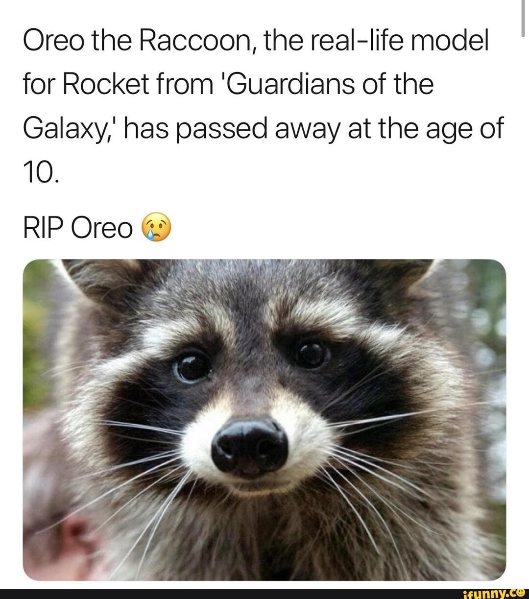 Oreo the Raccoon, the real-life model for Rocket from 'Guardians of the ...