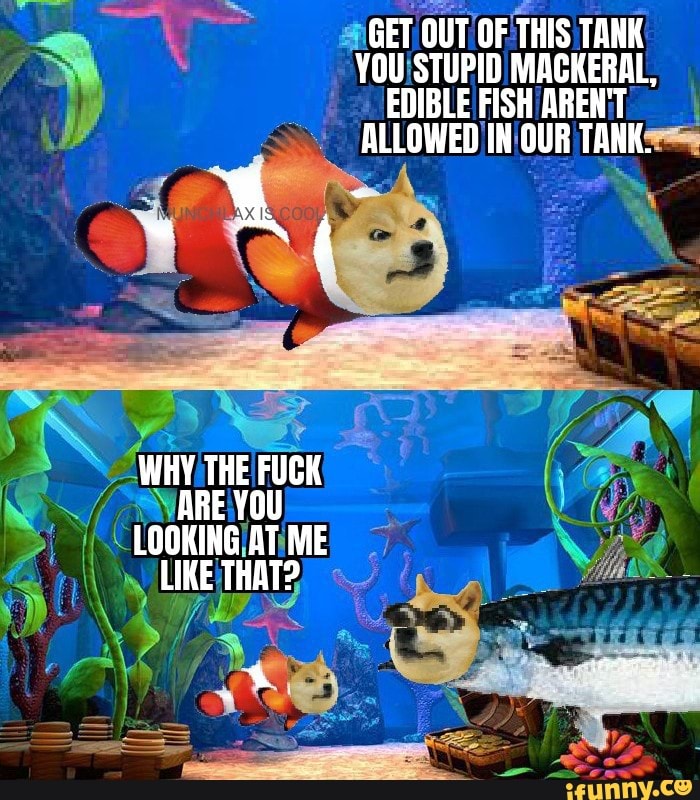 Padak memes. Best Collection of funny Padak pictures on iFunny