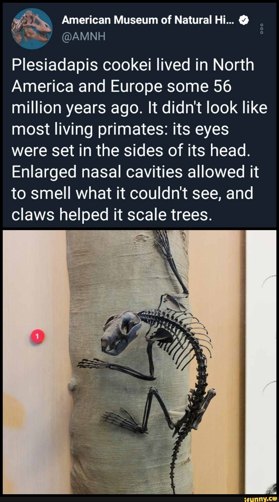 American Museum of Natural Hi... @ @AMNH Plesiadapis cookei lived in ...
