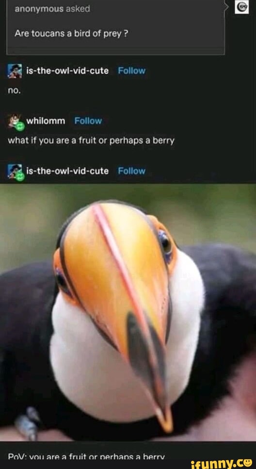 Toucans memes. Best Collection of funny Toucans pictures on iFunny