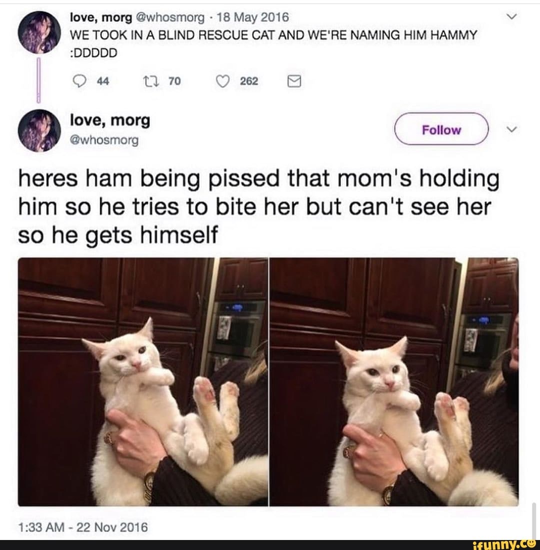 Hammy memes. Best Collection of funny Hammy pictures on iFunny