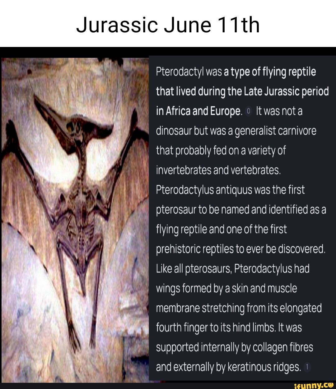 Vertebrates memes. Best Collection of funny Vertebrates pictures on iFunny