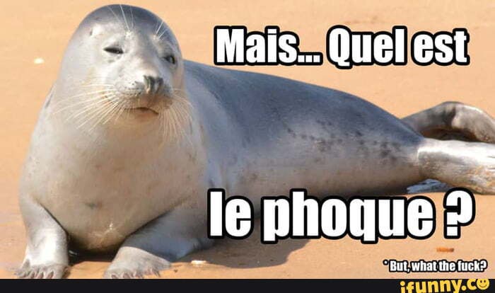 Phoque memes. Best Collection of funny Phoque pictures on iFunny